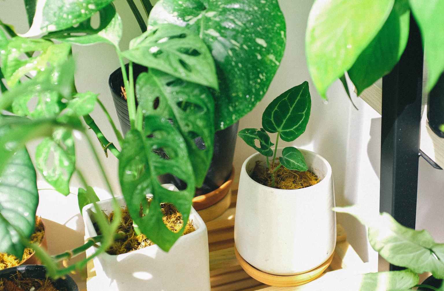 7 Easy Houseplants for Beginners