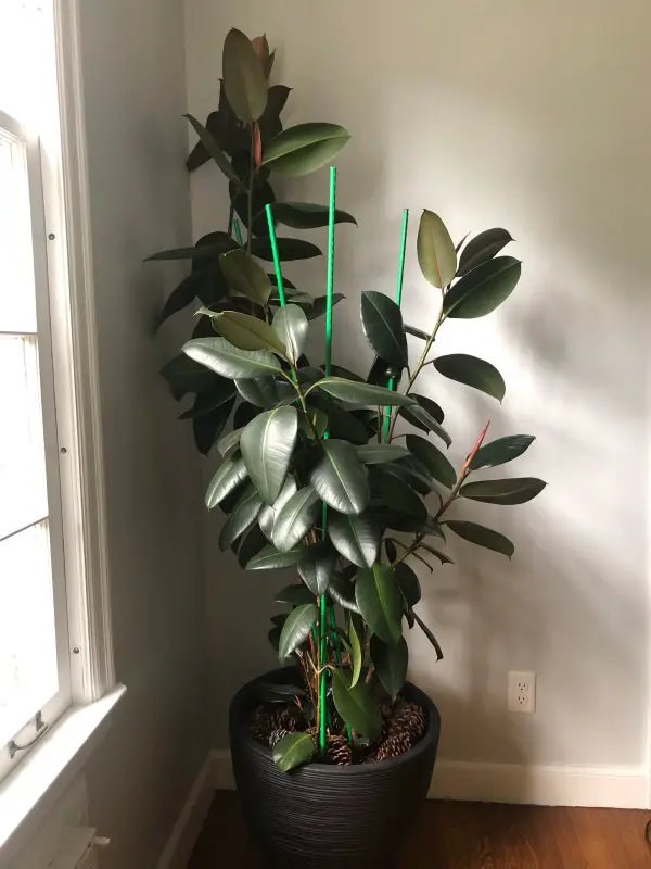 How to care for a Rubber Tree in 5 Easy Steps