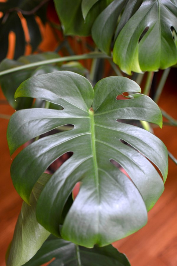 How to grow a Monstera Deliciosa