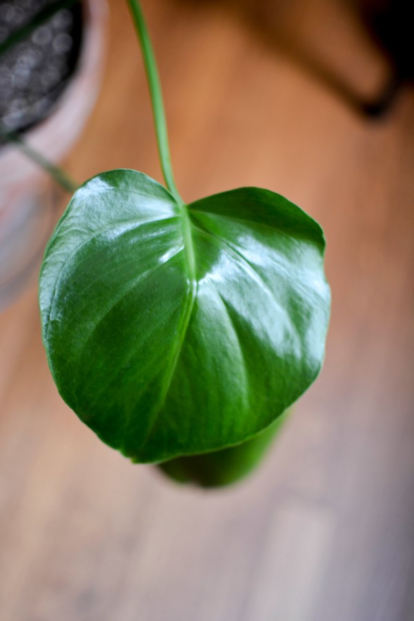 How to grow a Monstera Deliciosa