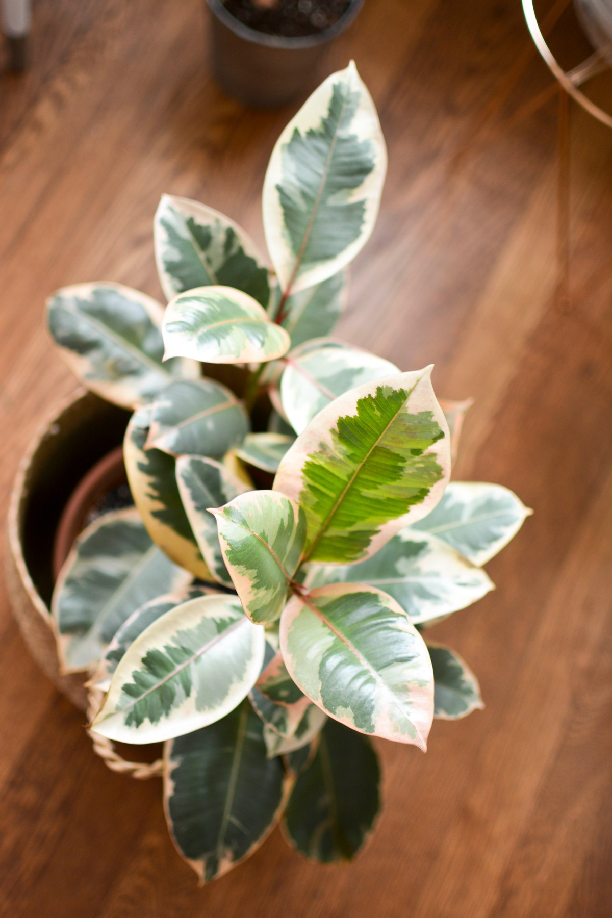 How to care for a Rubber Tree in 5 Easy Steps