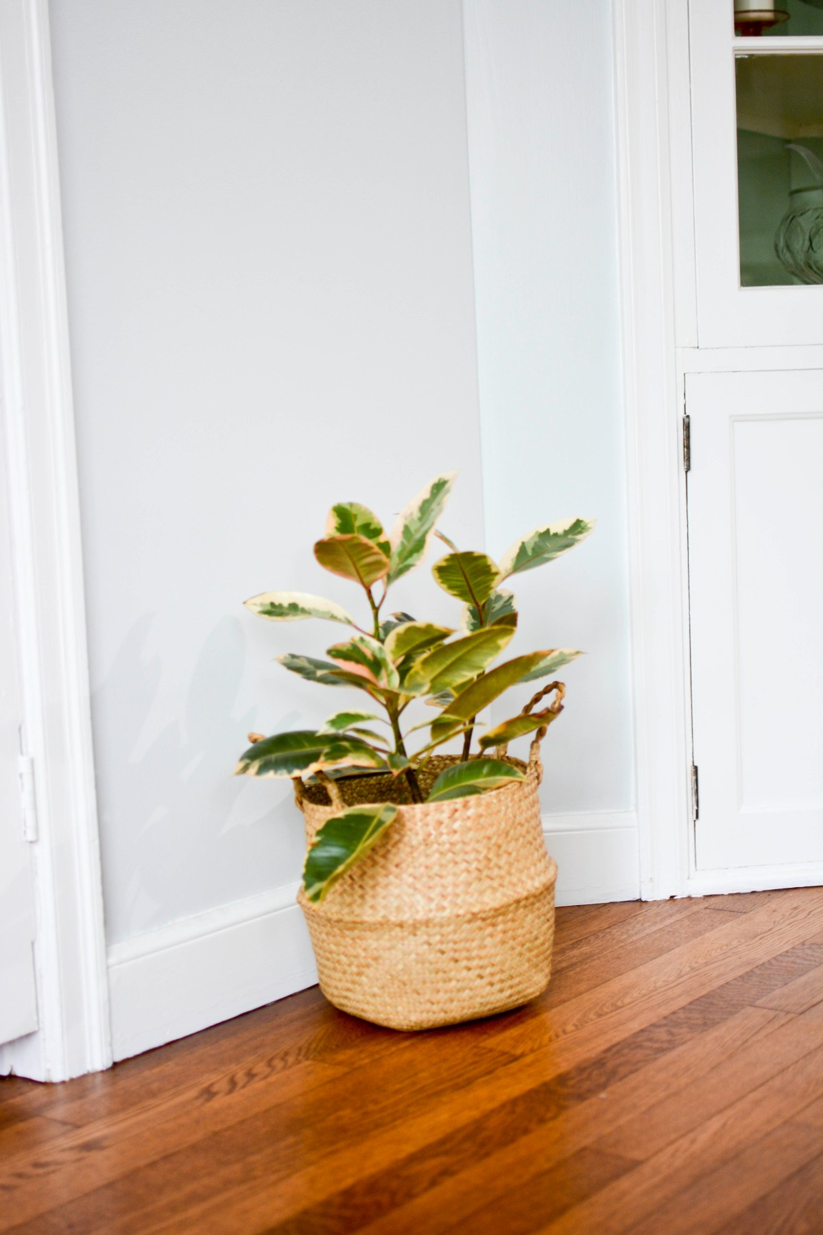 How to care for a Rubber Tree in 5 Easy Steps