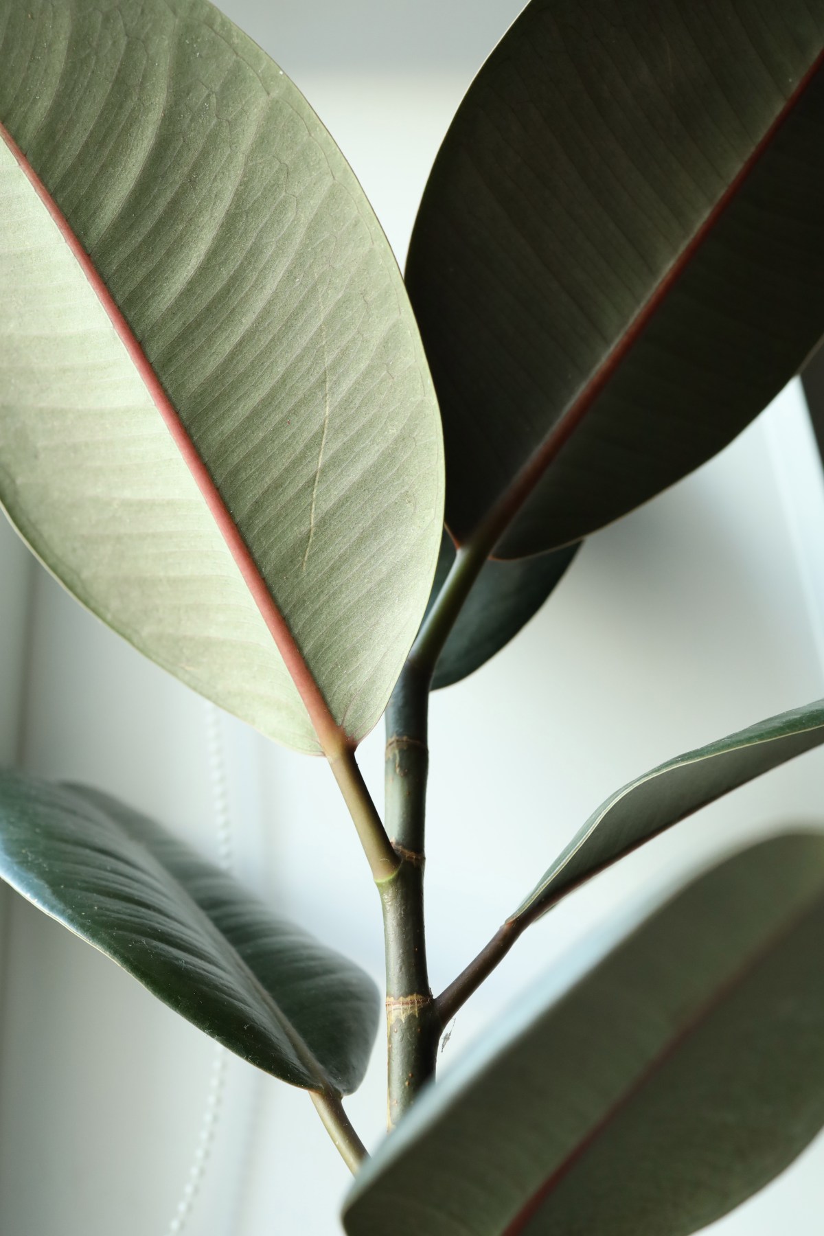 How to care for a Rubber Tree in 5 Easy Steps