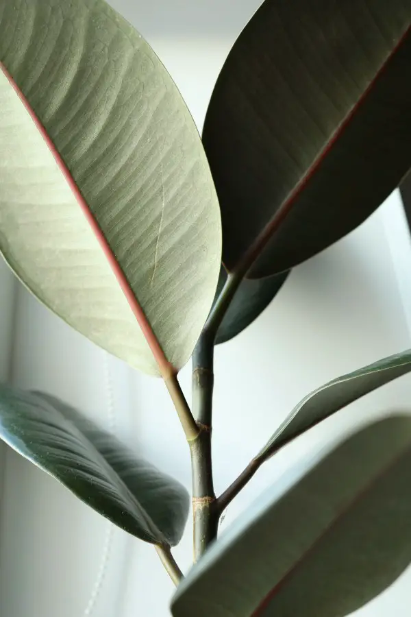 How to care for a Rubber Tree in 5 Easy Steps