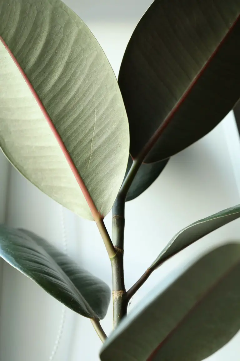 How to care for a Rubber Tree in 5 Easy Steps