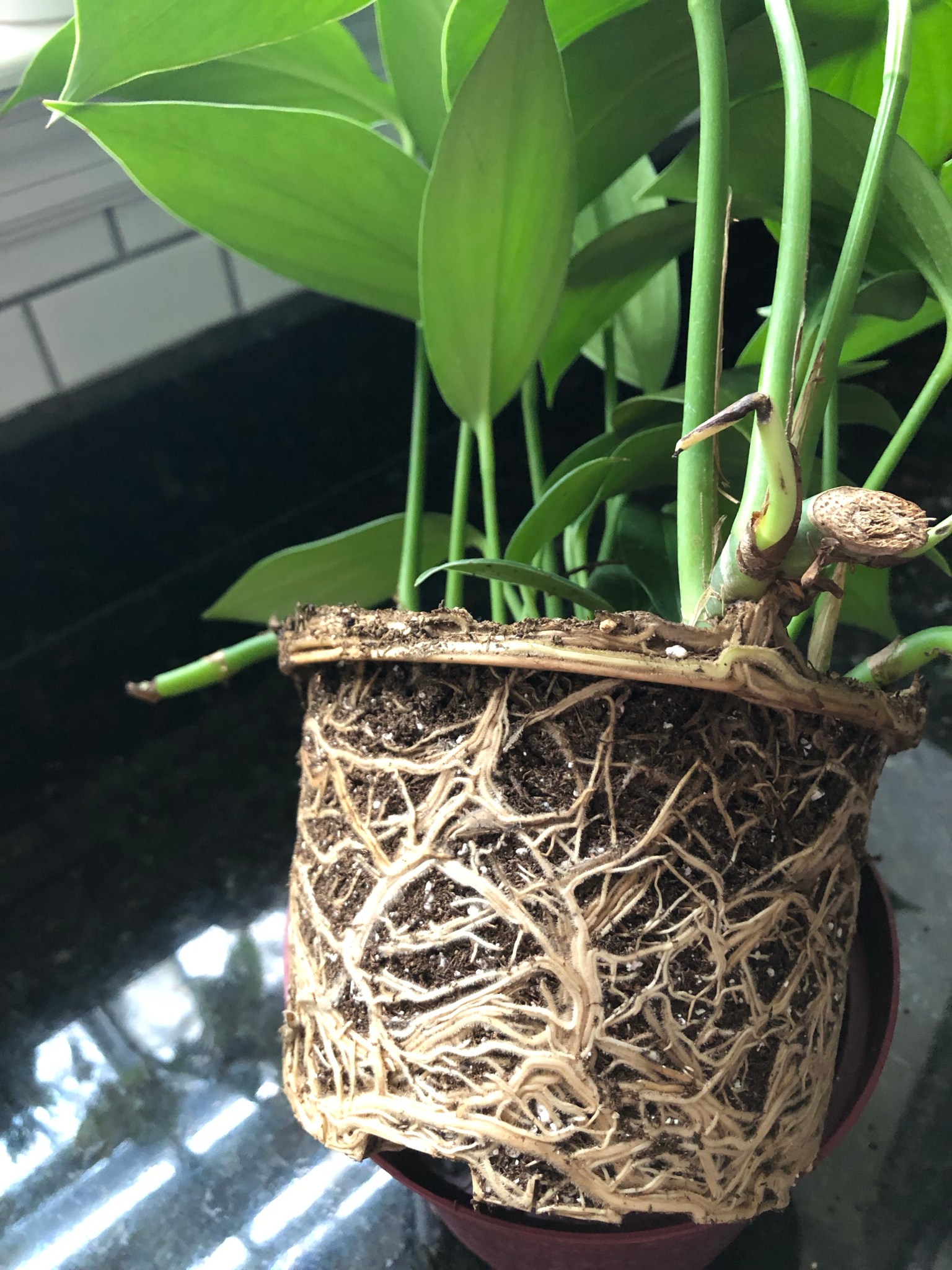 Root Bound Houseplant and How to Spot One