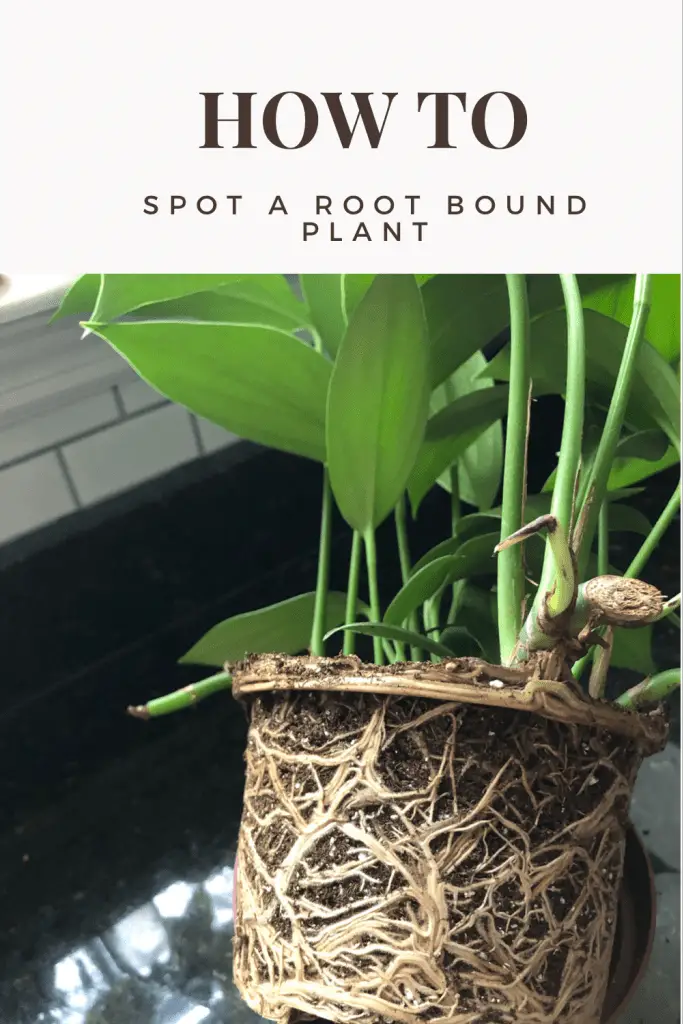 Root Bound Houseplant and How to Spot One