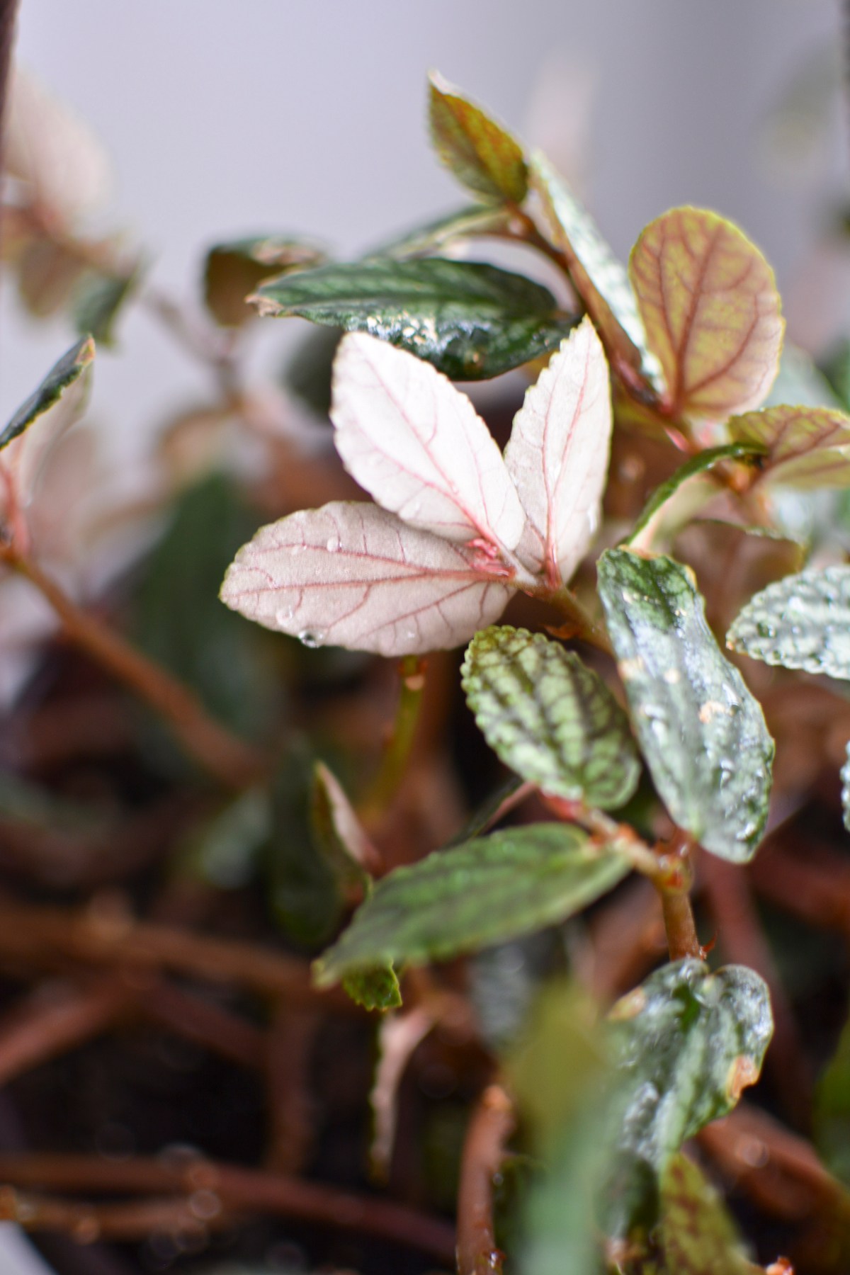 Polynesian Ivy Houseplant Care Tips