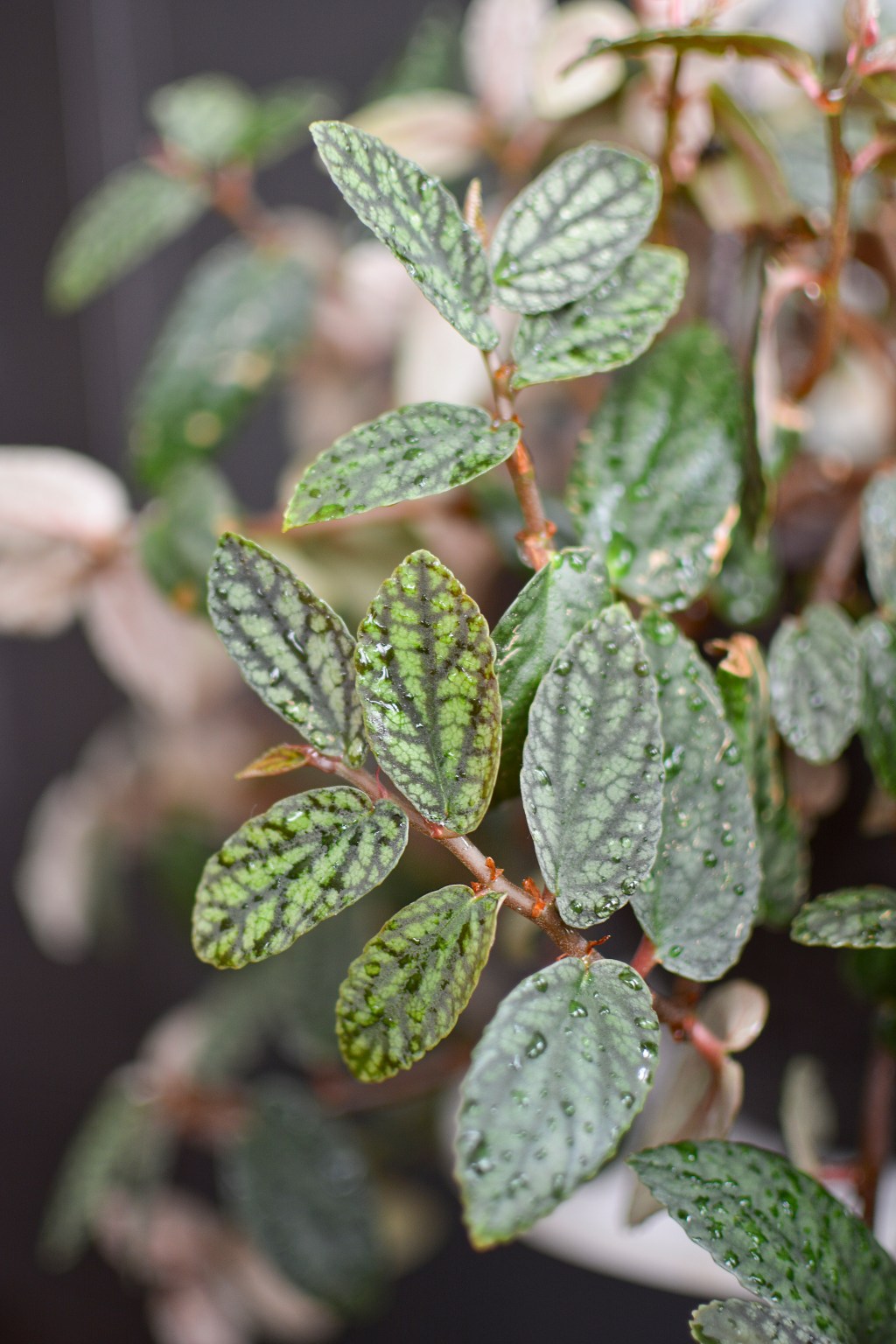 Polynesian Ivy Houseplant Care Tips