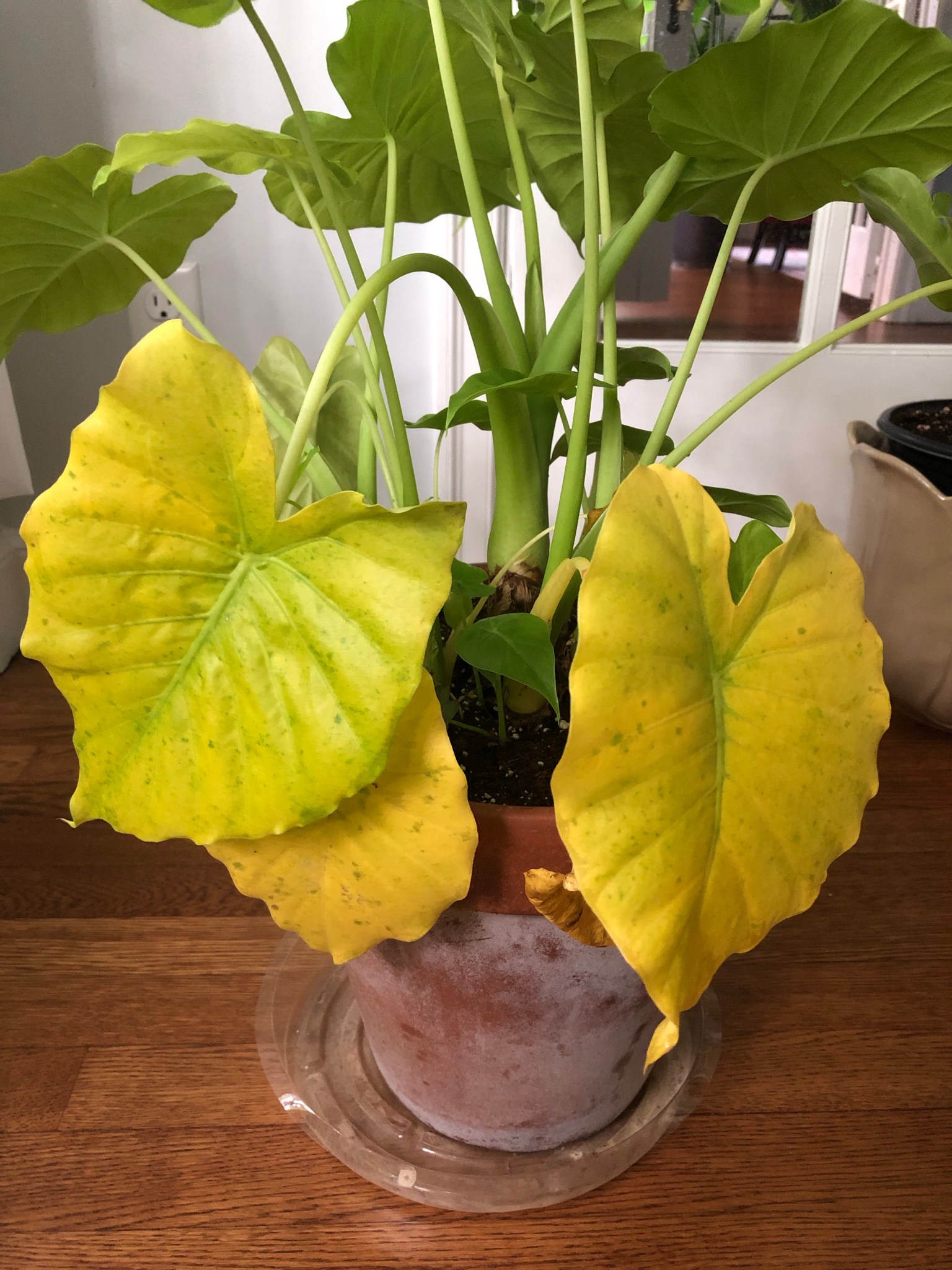 Root Bound Houseplant and How to Spot One