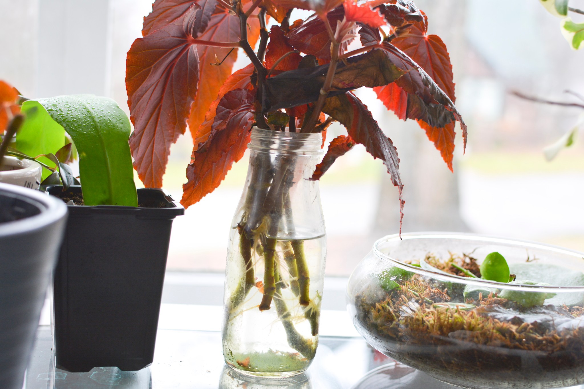 Water Propagation | How To