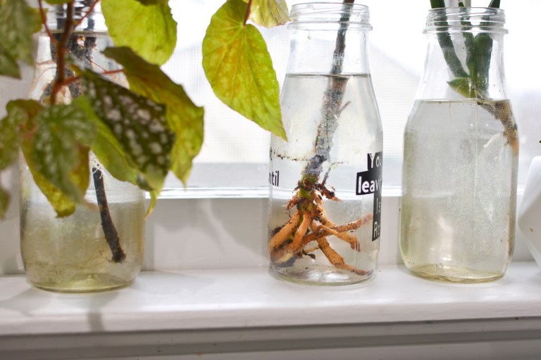 Water Propagation | How To