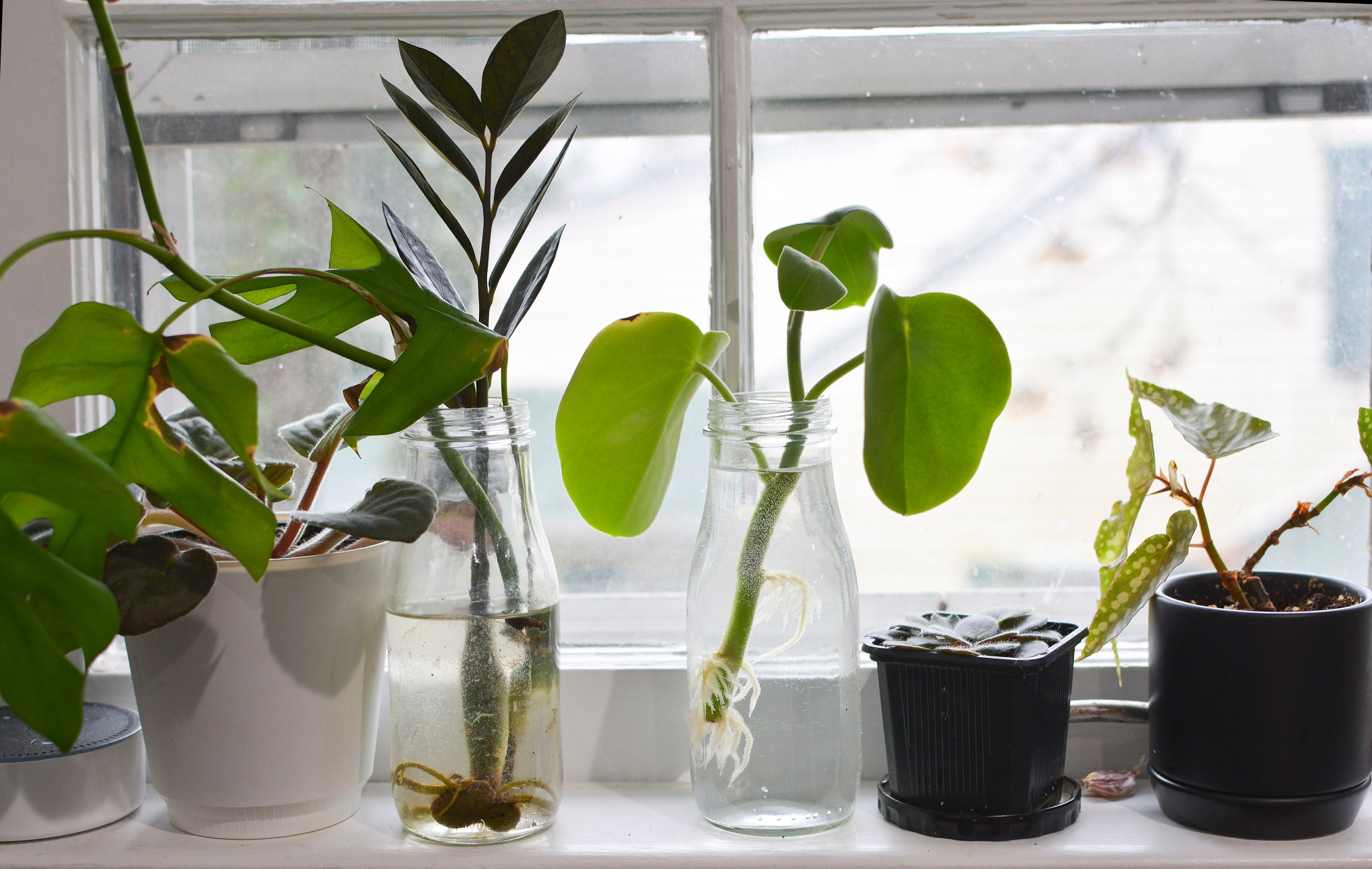 Water Propagation | How To