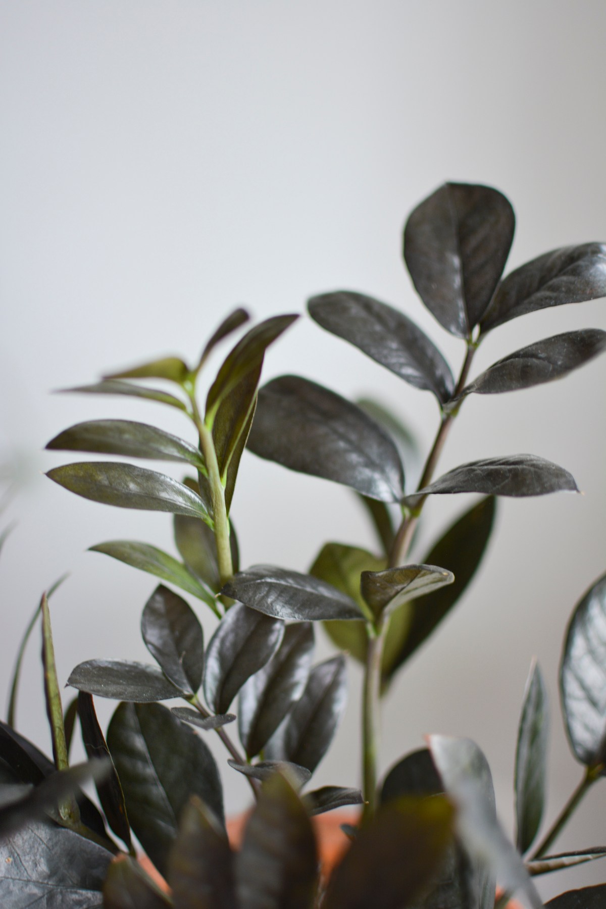 How to Grow a ZZ Raven | Easy care Tips