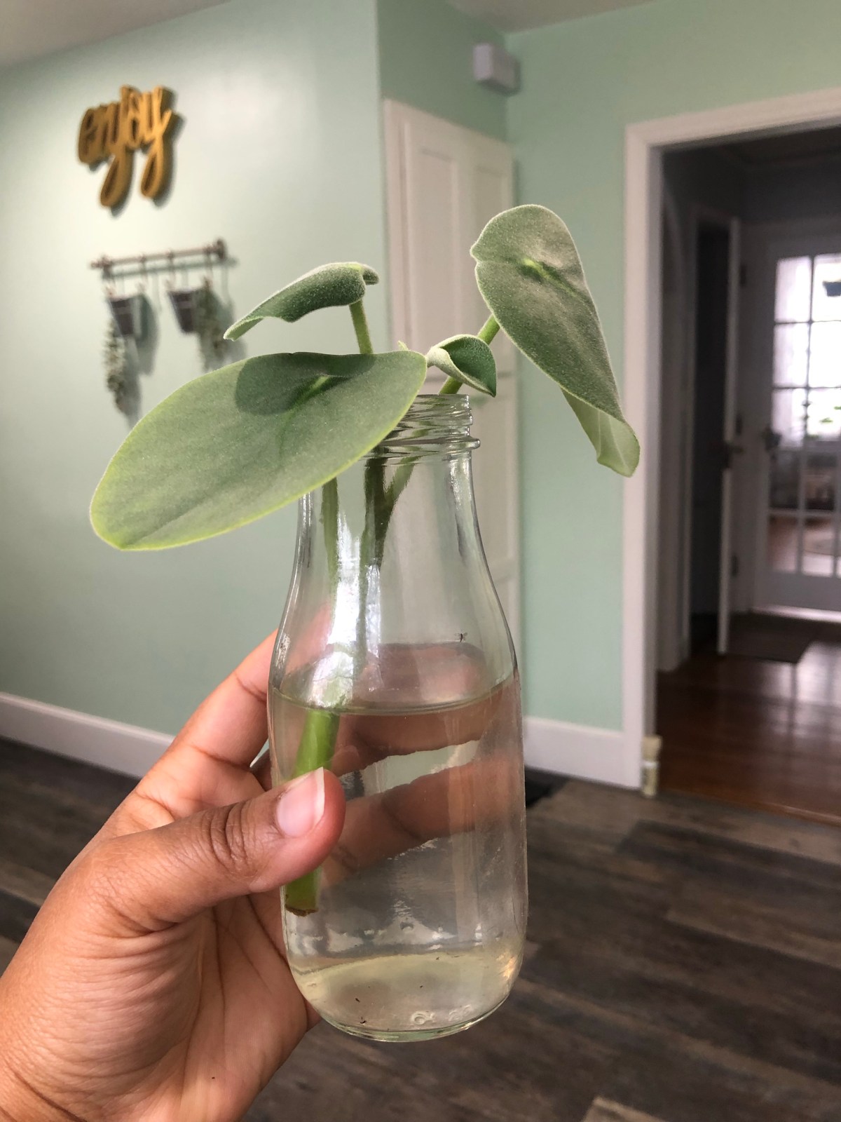 Water Propagation | How To