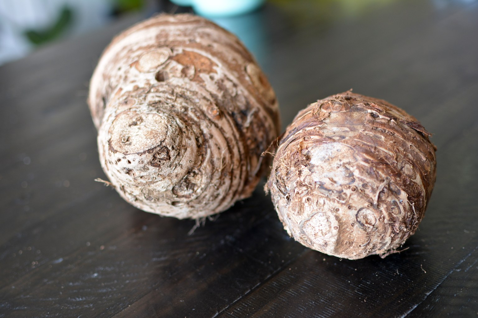 5 Reasons Your Elephant Ear Bulb Won’t Grow