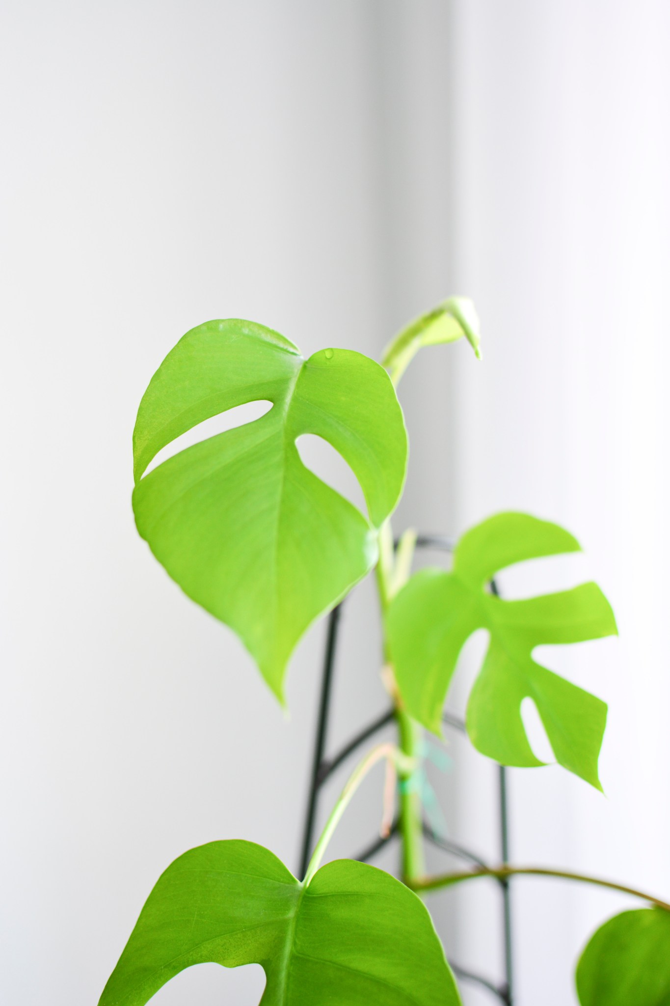 Mini Monstera | Rhaphidophora Tetrasperma Plant Care Guide