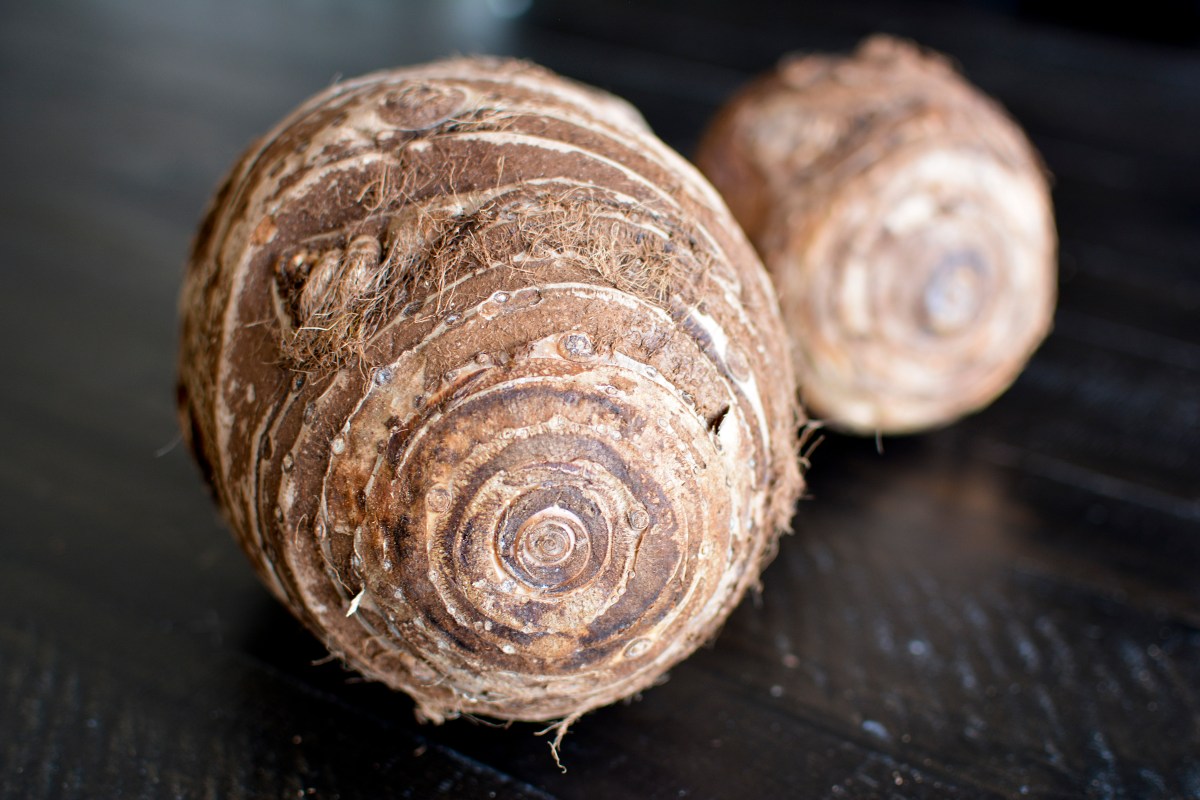 Why your Elephant Ear Bulbs aren’t growing