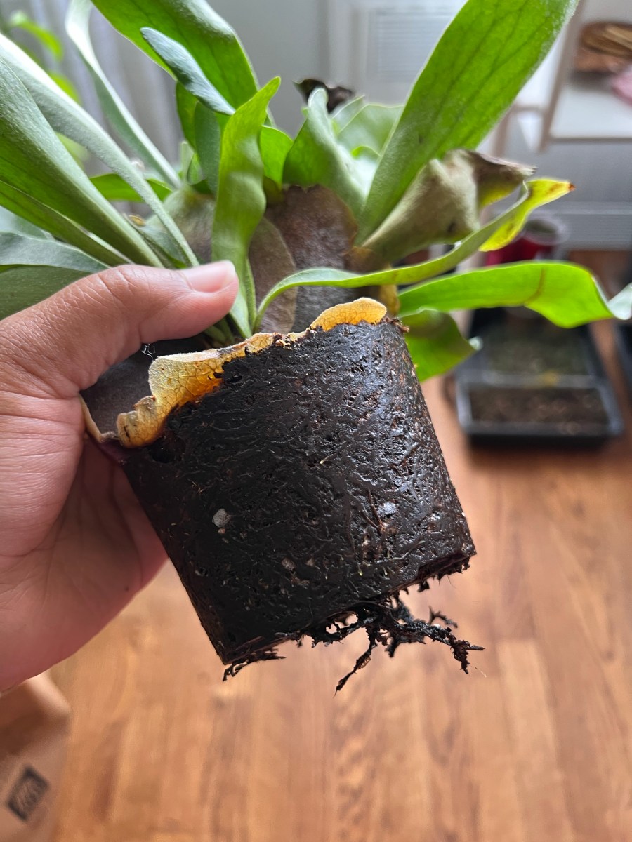 How to Mount a Staghorn Fern