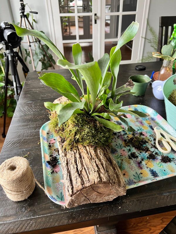 How to Mount a Staghorn Fern