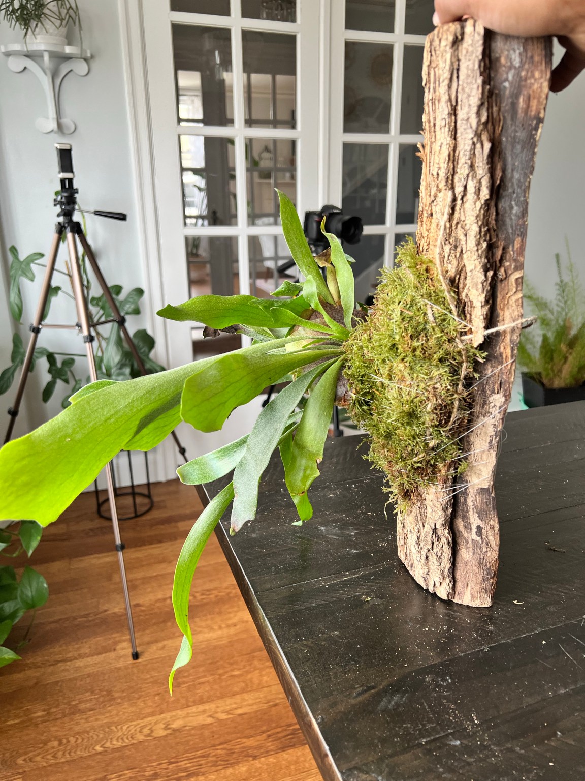 How to Mount a Staghorn Fern