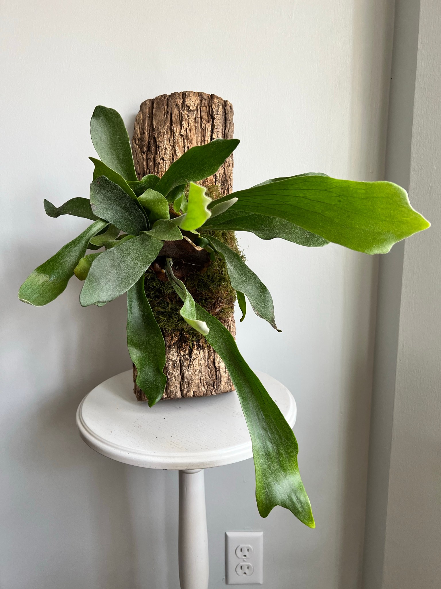 How to Mount a Staghorn Fern - The Thrifted Planter