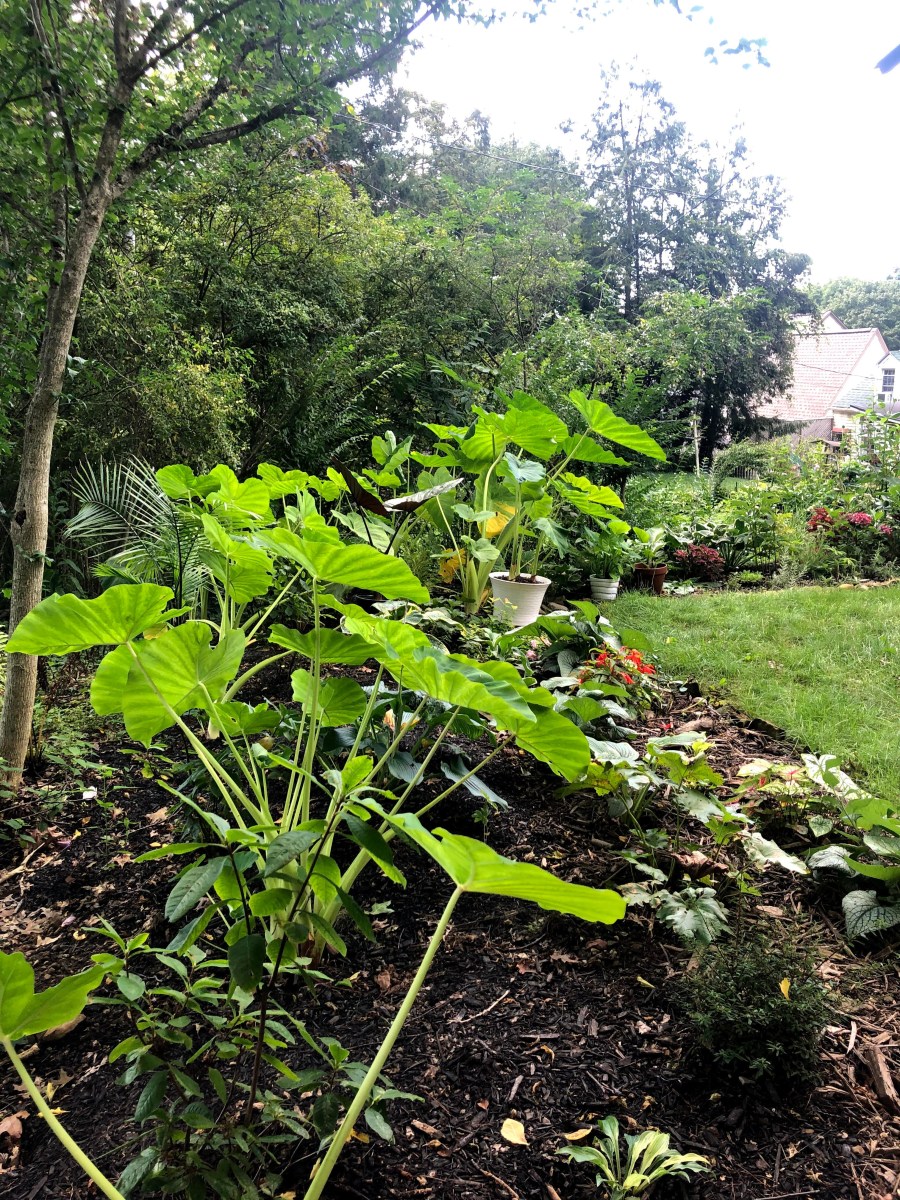 How to Grow HUGE Elephant Ear Plants - The Thrifted Planter
