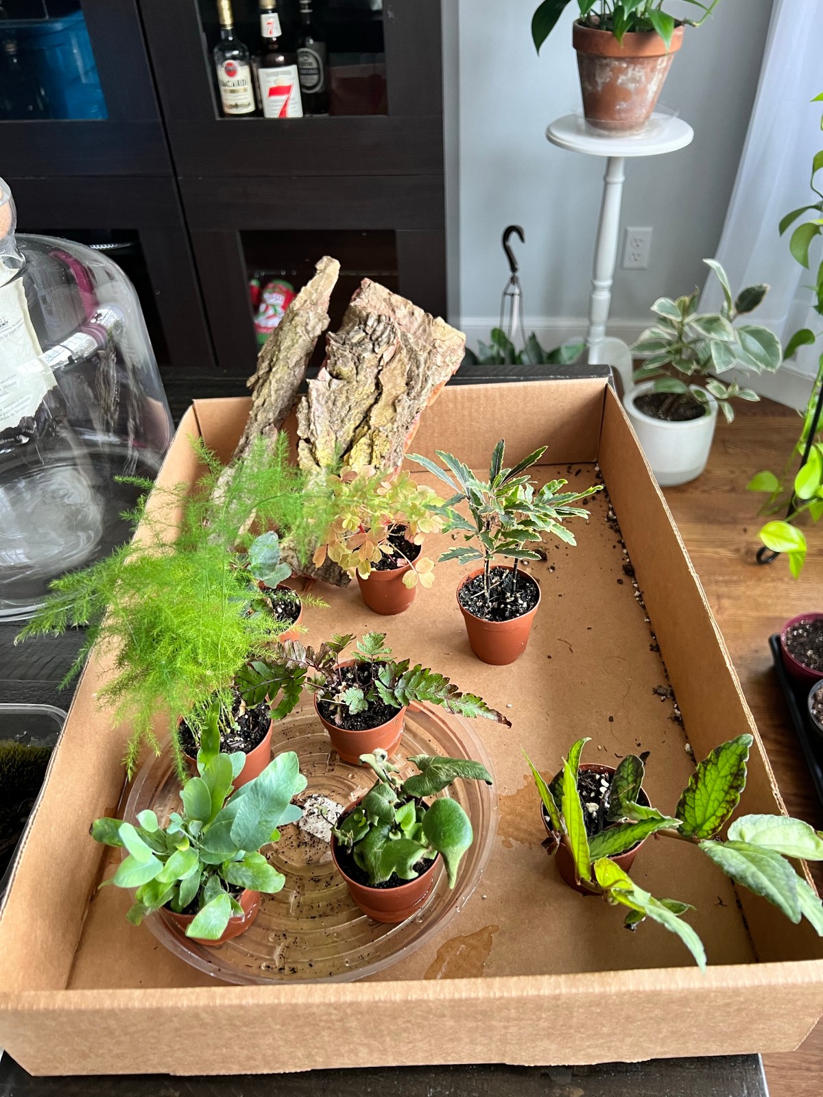 How to Create a Closed Terrarium