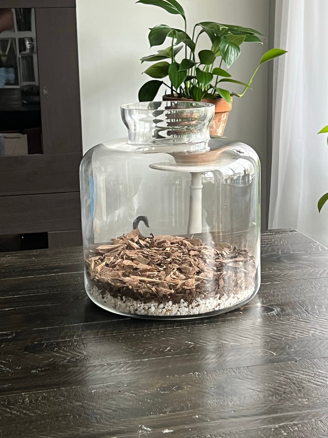 How to Create a Closed Terrarium