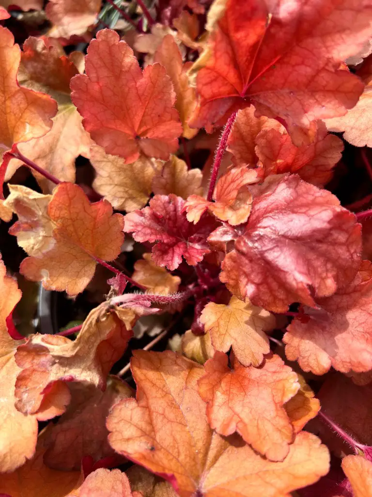 Heuchera Care Guide - The Thrifted Planter