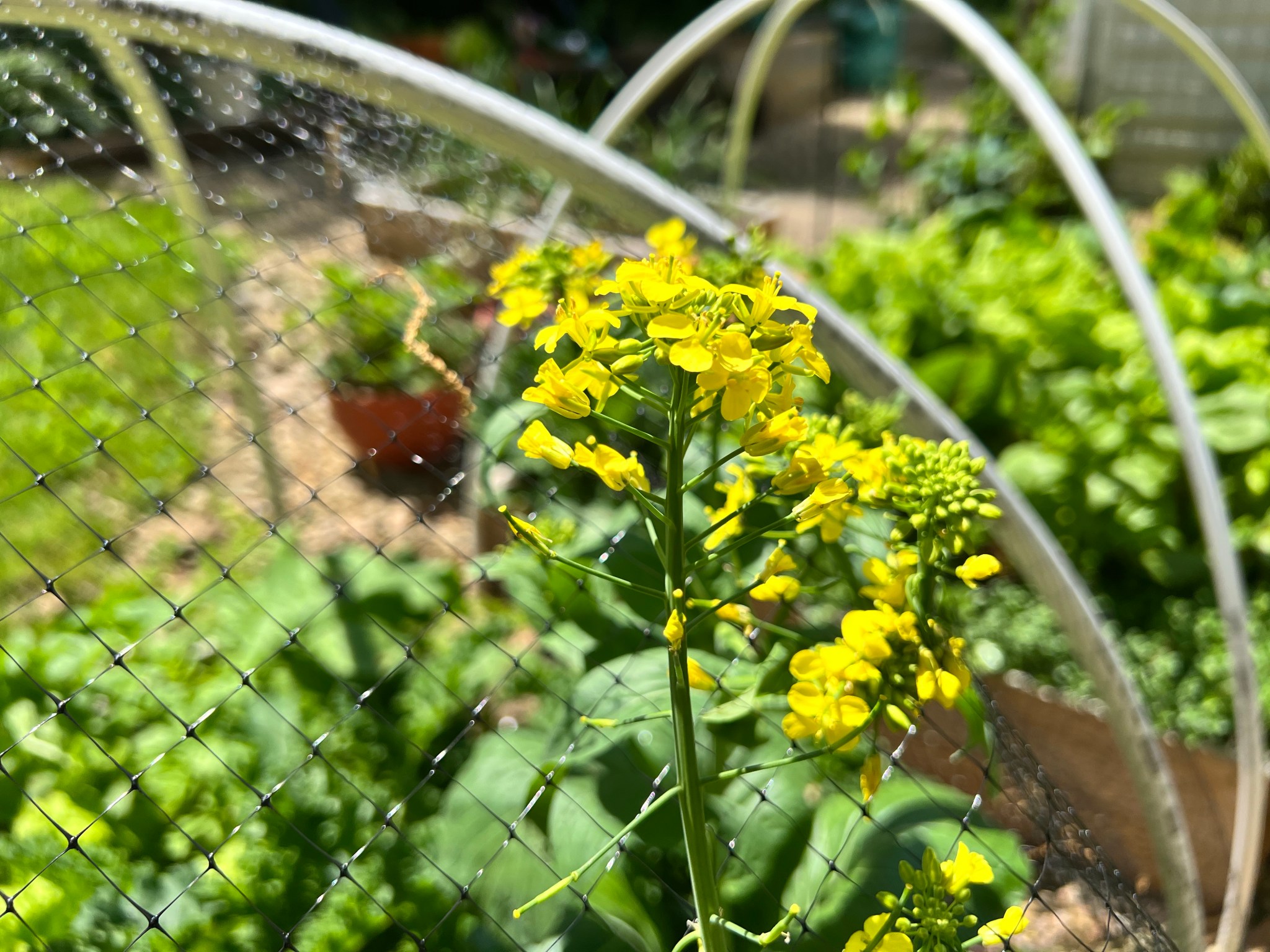 What to do when your Vegetables Bolt