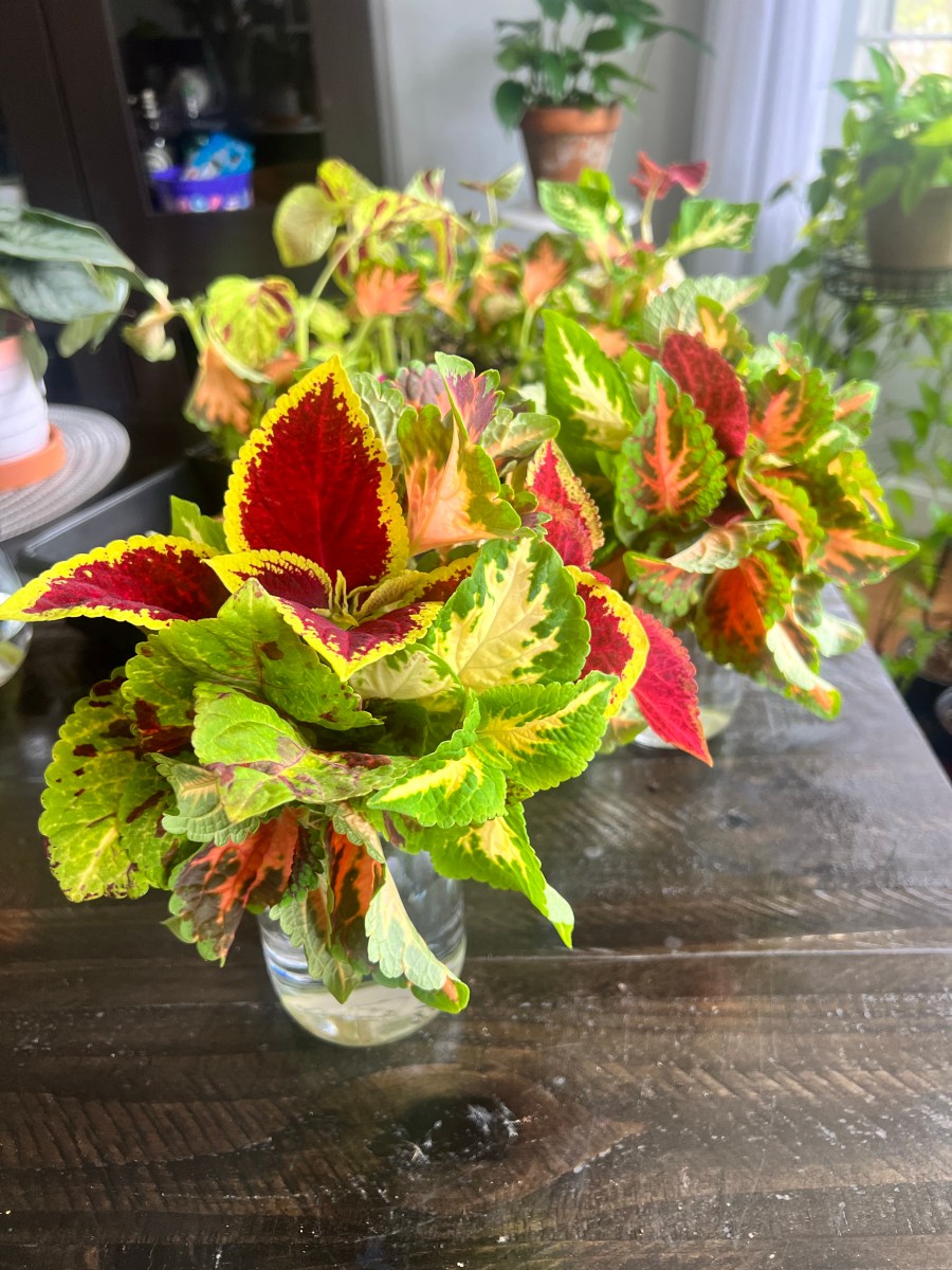 How to Grow Coleus From Seed