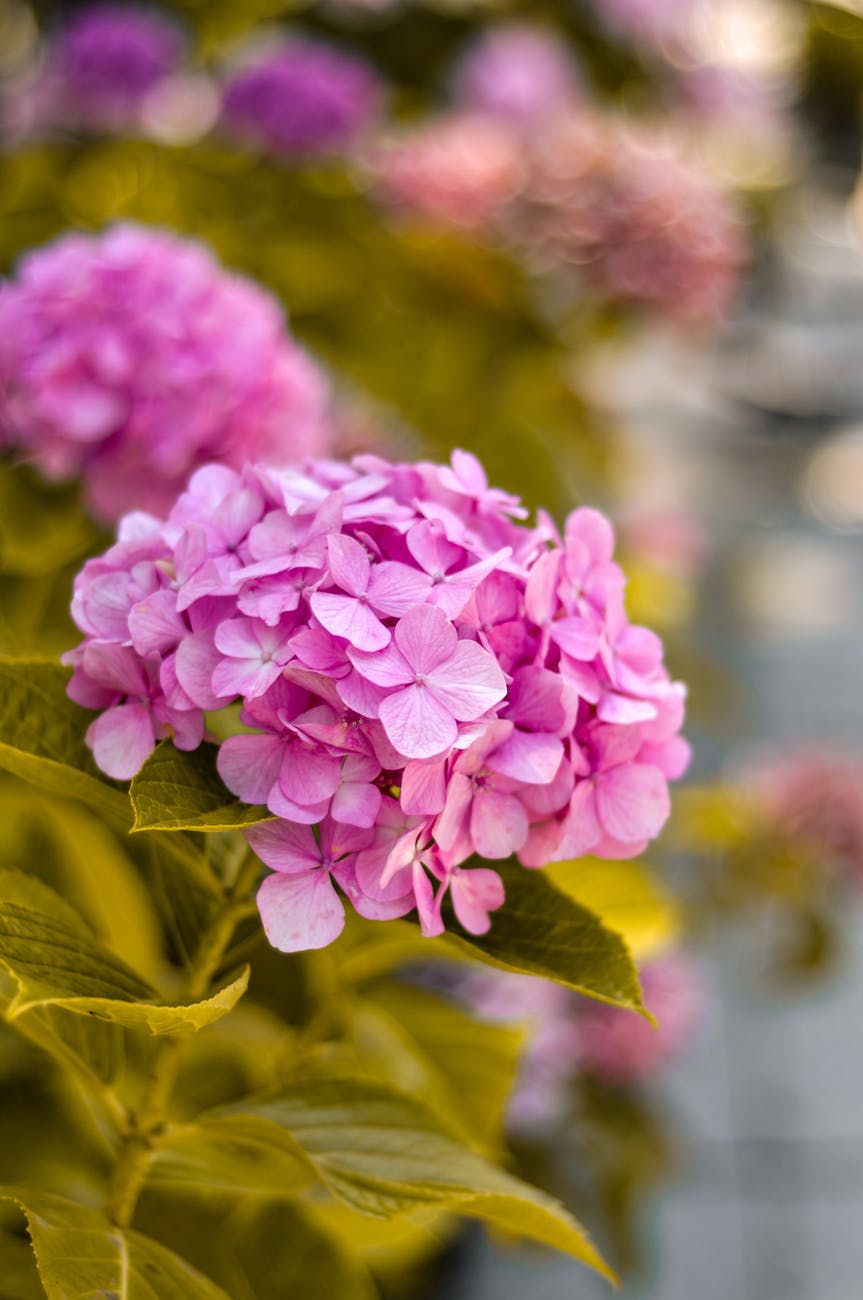 5 Tips To Grow Beautiful Hydrangeas - The Thrifted Planter