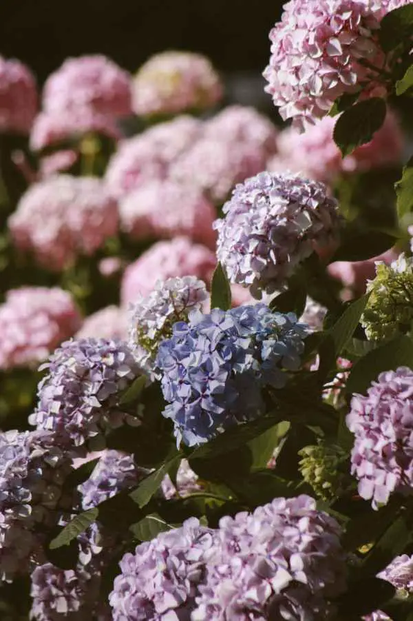 5 Tips To Grow Beautiful Hydrangeas