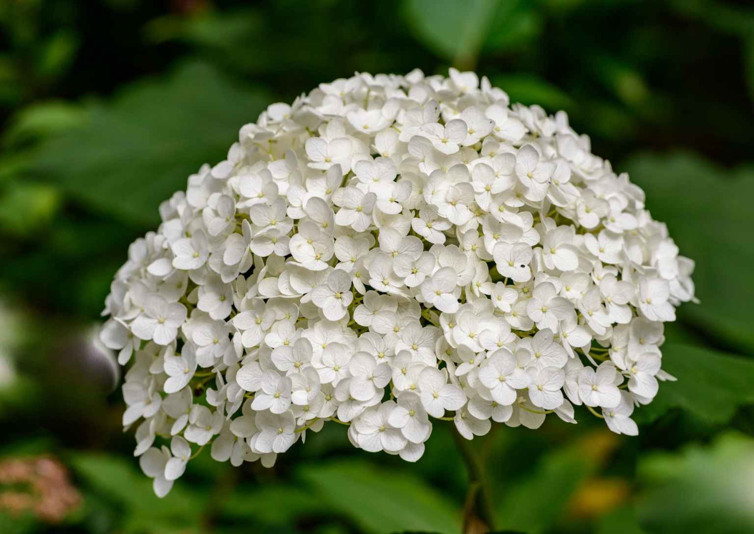 5 Tips To Grow Beautiful Hydrangeas