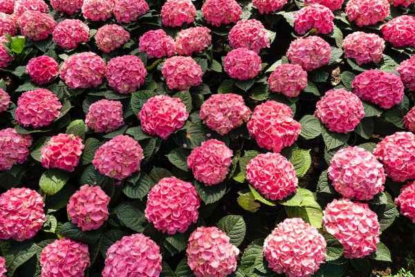 5 Tips To Grow Beautiful Hydrangeas