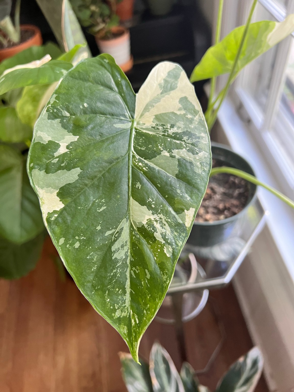 7 easy to find Gorgeous Variegated Houseplants that are Cheap!