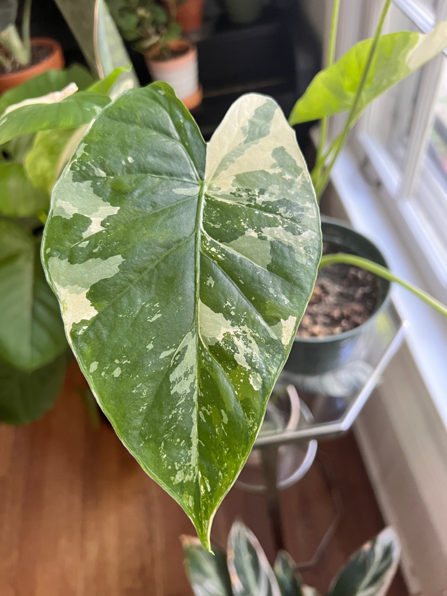7 easy to find Gorgeous Variegated Houseplants that are Cheap!