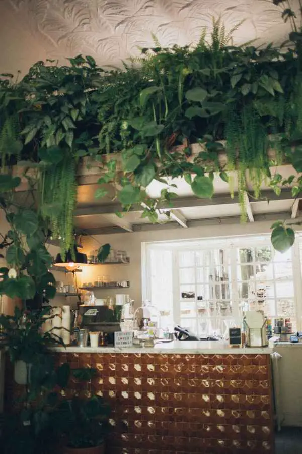 10 Houseplants that turn your home into a Jungle