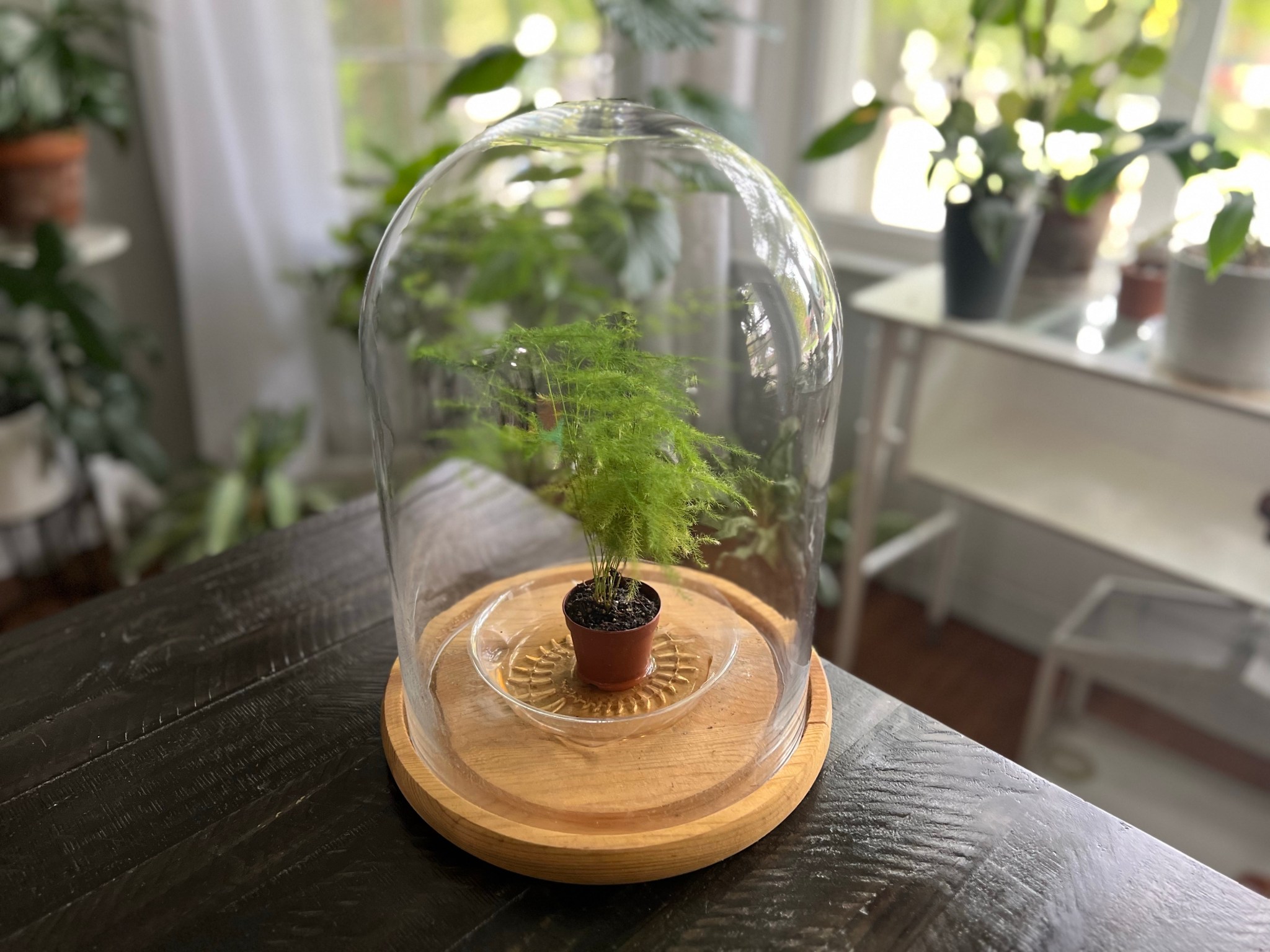 How to Keep a Fern Alive