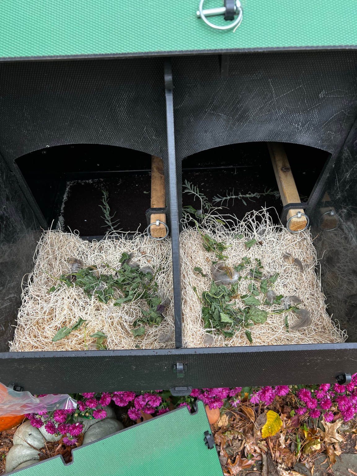 How many nest boxes for 20 chickens? | Best Nest box guide