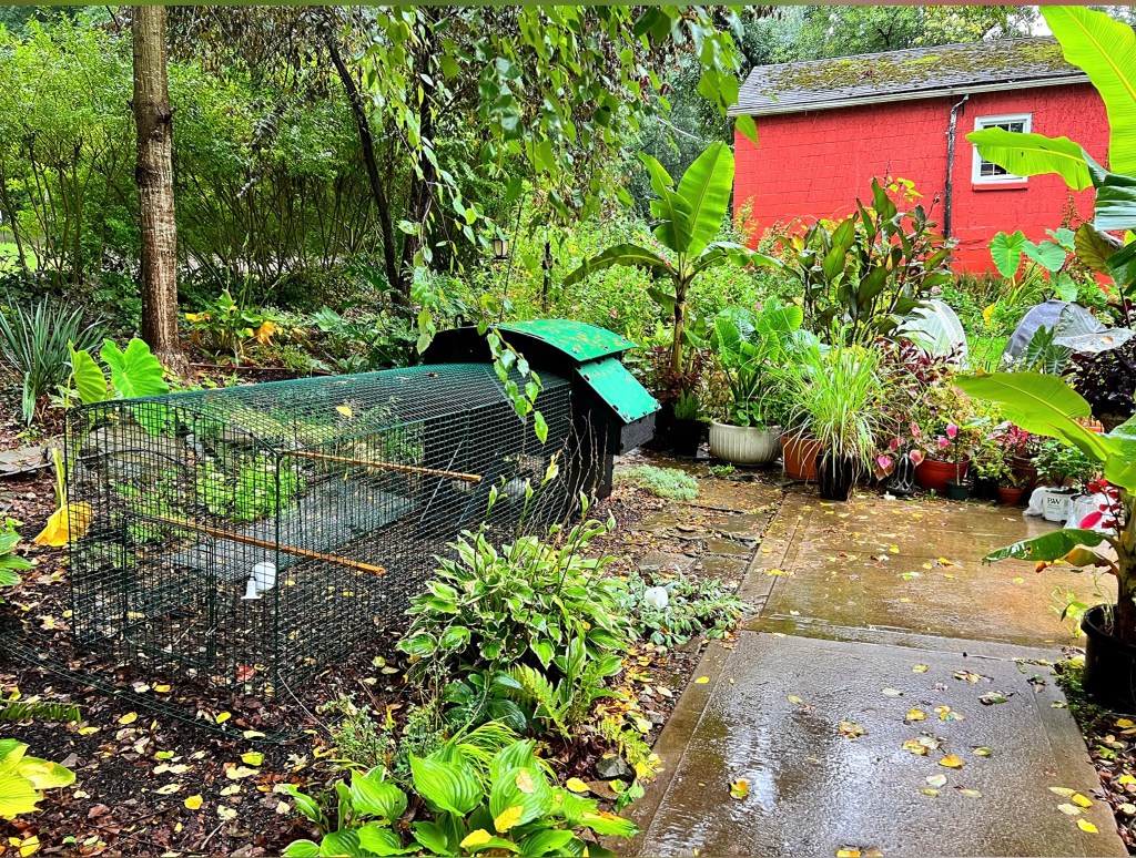 THE Chicken Coop for Backyard Chickens