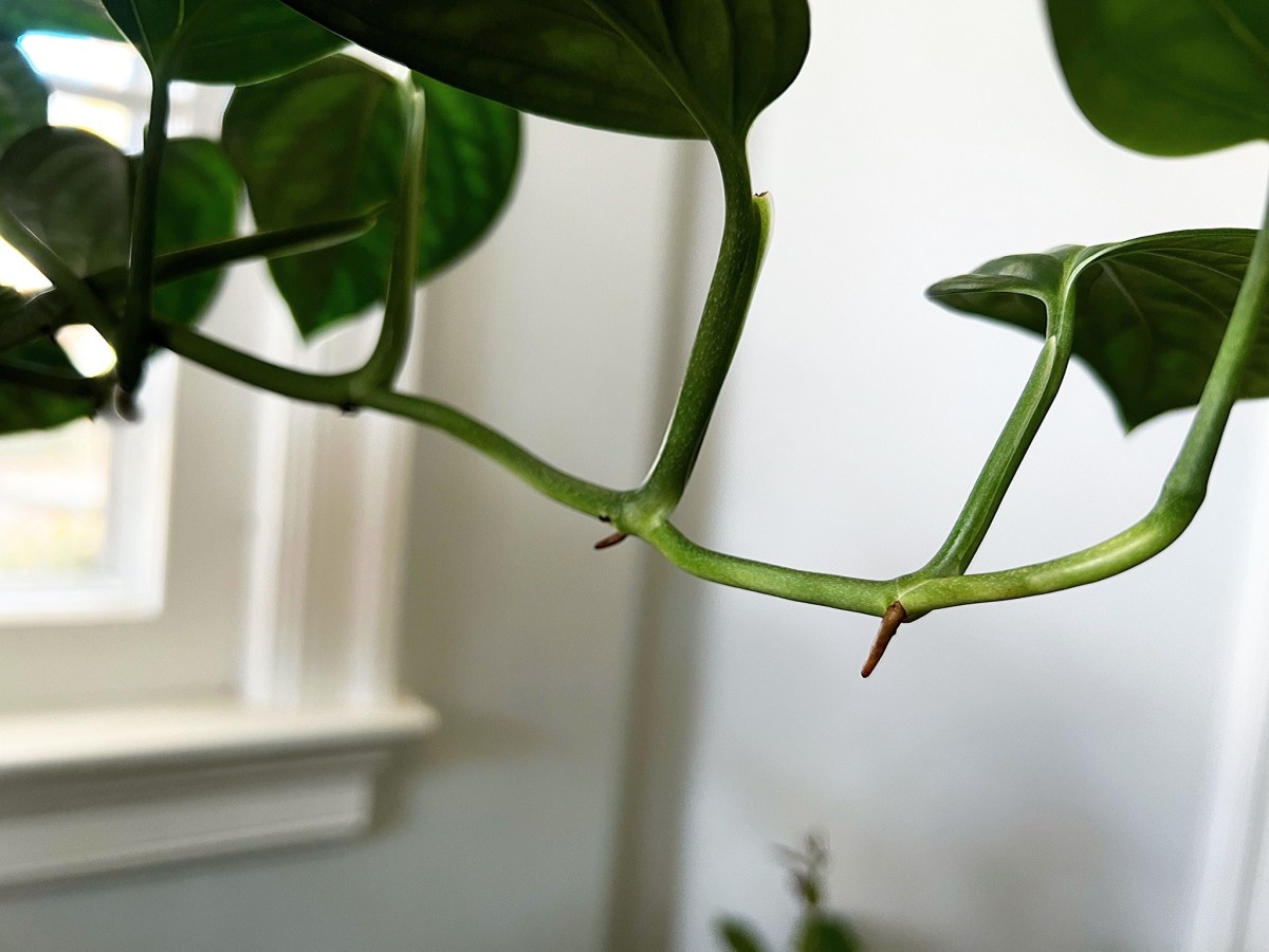 Monstera Peru Houseplant Care Guide