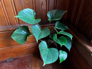 How to grow the Homalomena Plant - The Thrifted Planter