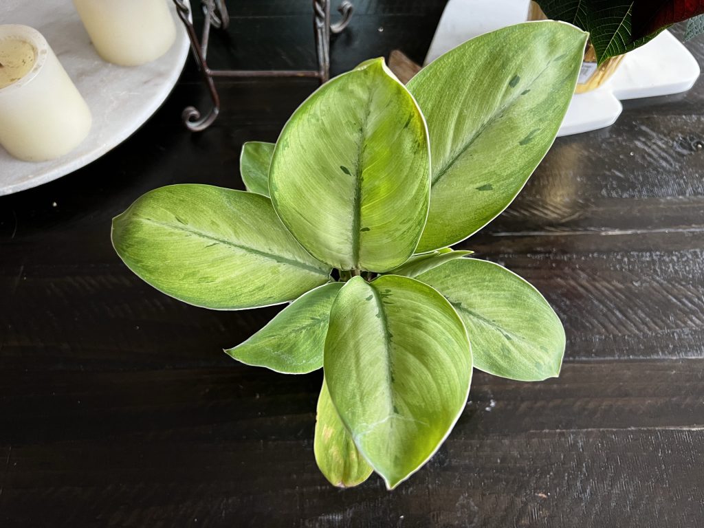 How to grow the Homalomena Plant - The Thrifted Planter