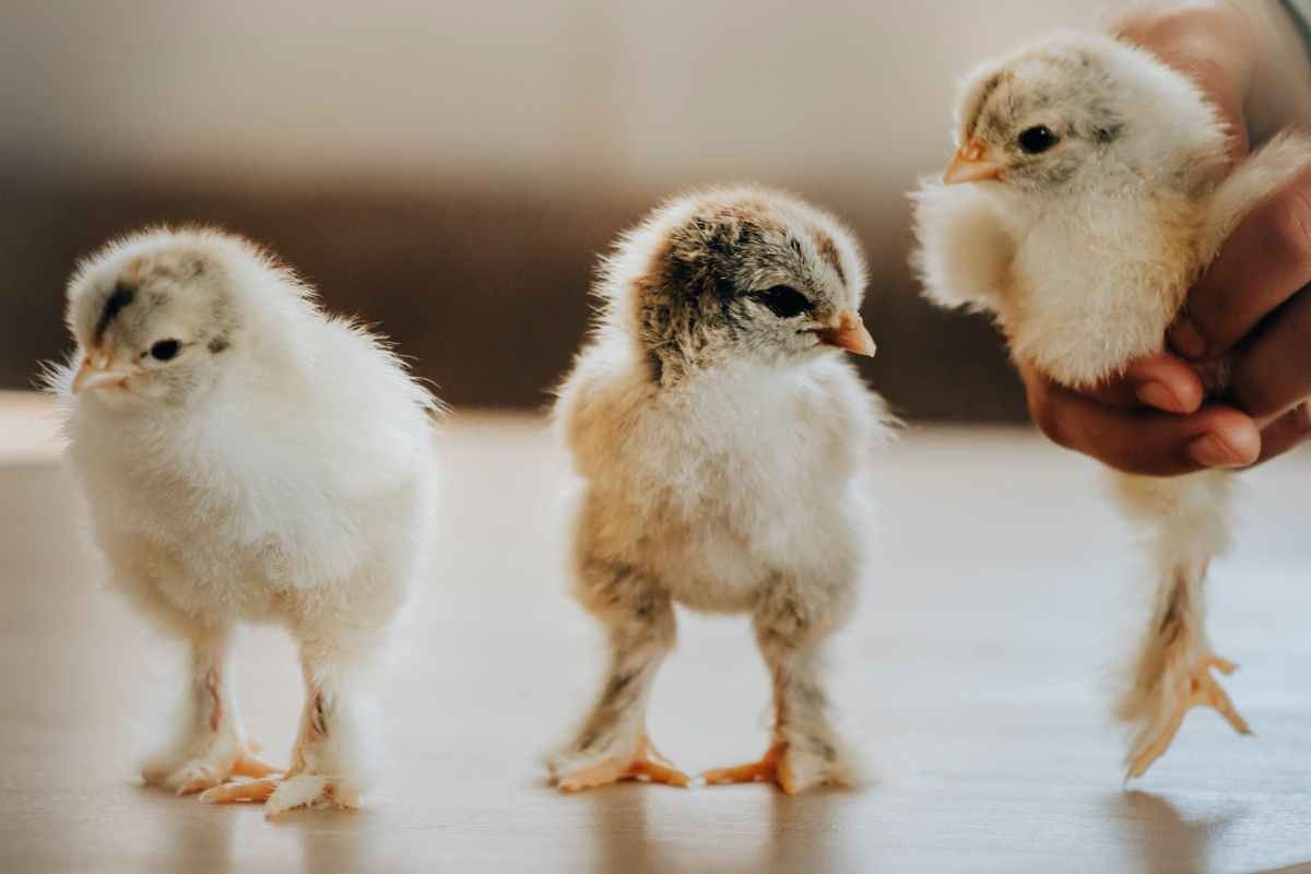 Top Tips for Raising Chickens from Hatch to Coop