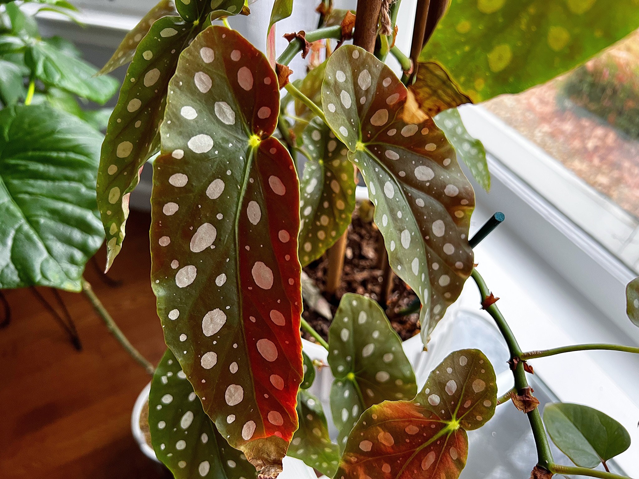 How to grow Begonia Maculata | Polka Dot Plant Care Guide