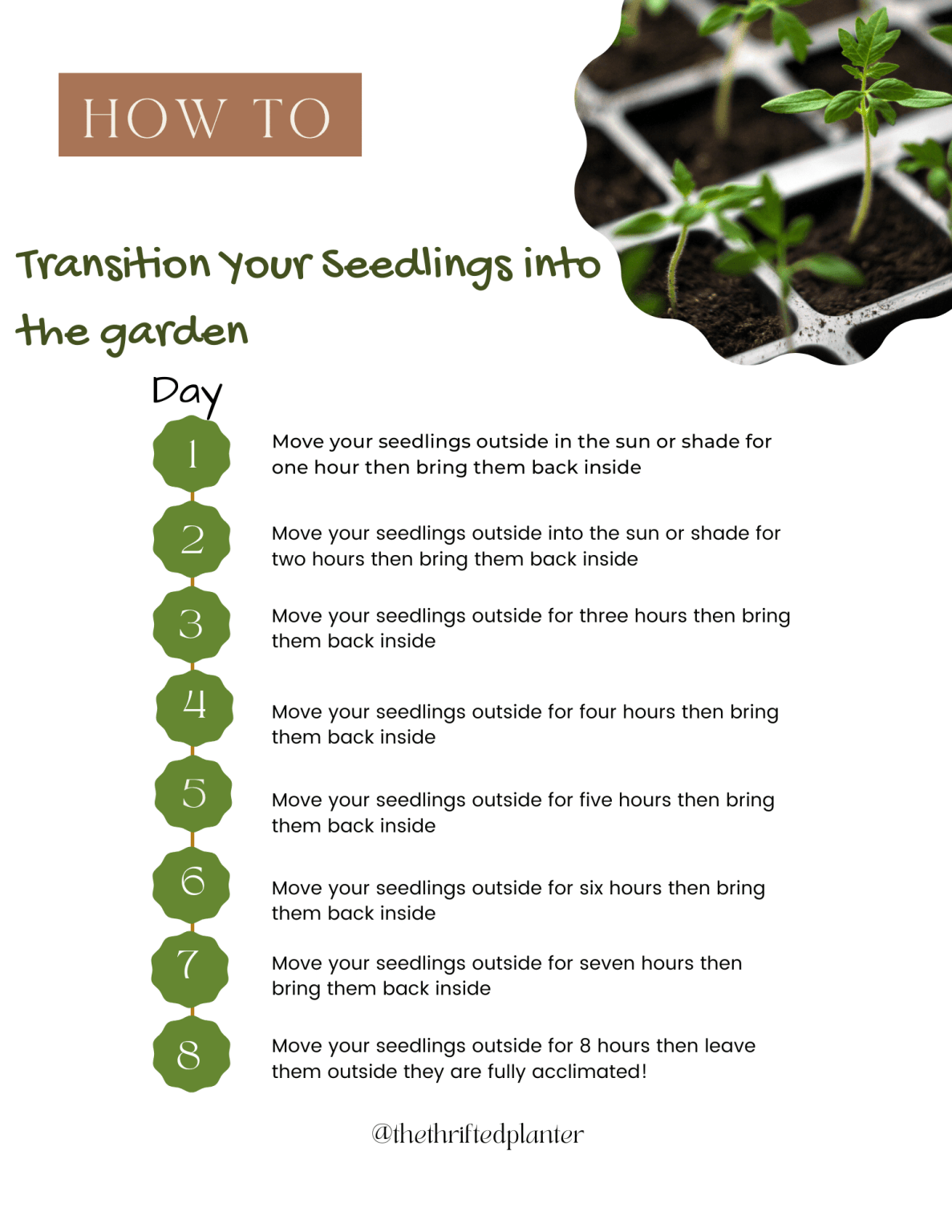 How to grow Cilantro from Seed indoors