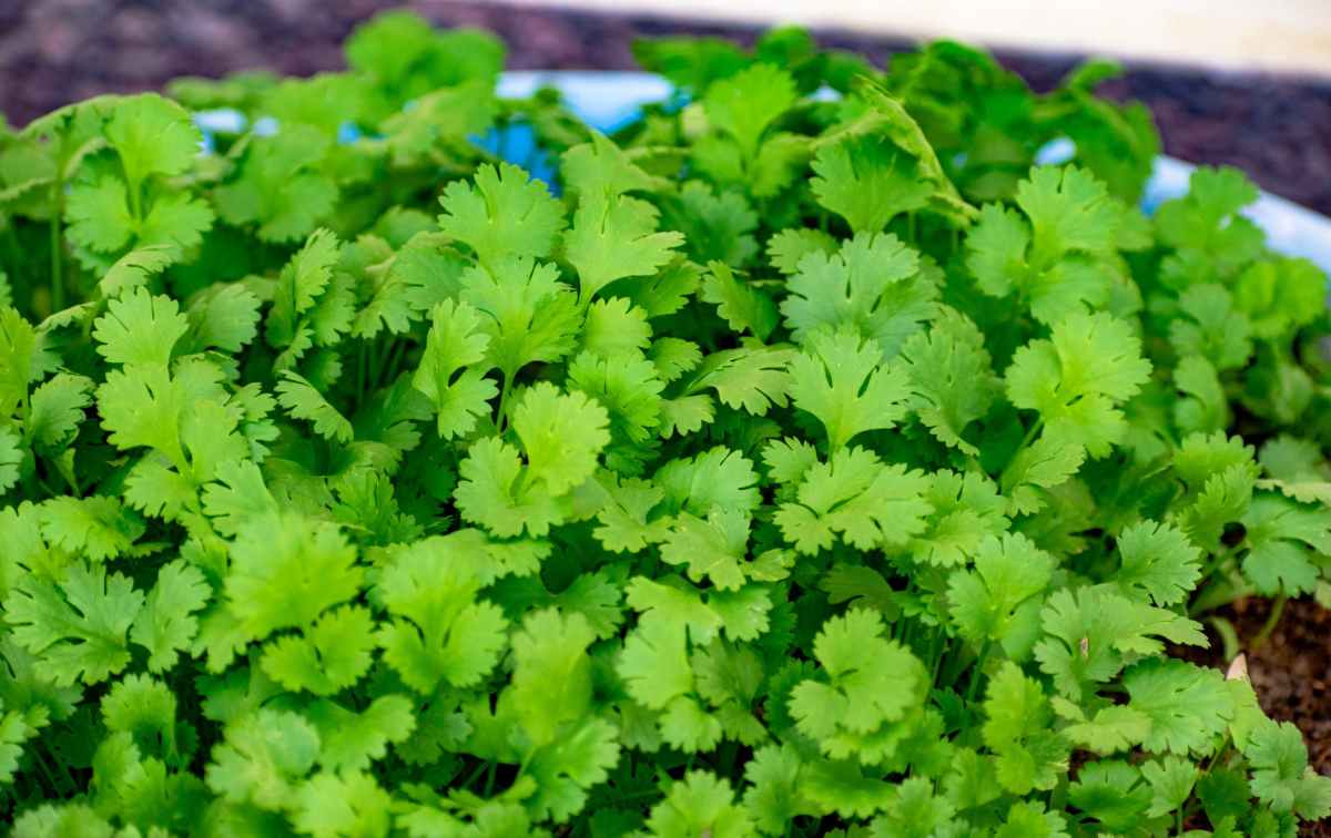 How to grow Cilantro from Seed indoors