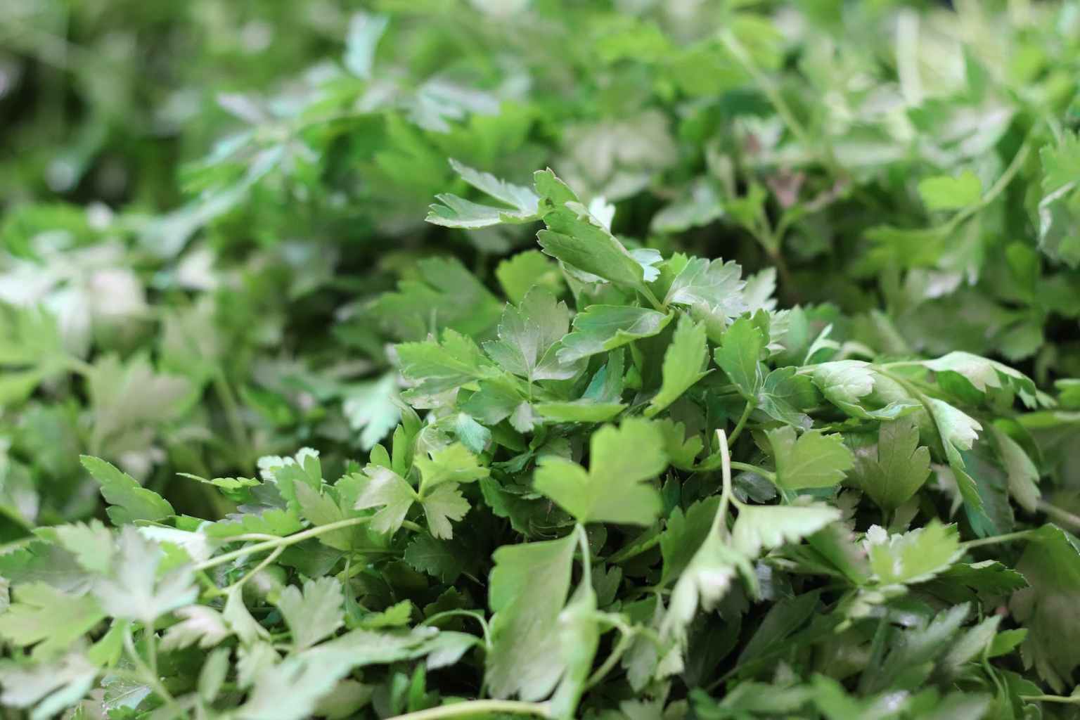How to grow Cilantro from Seed indoors